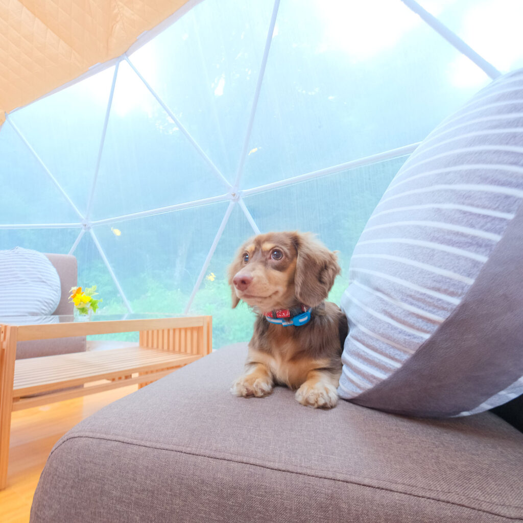 ドッググランピングSUIYAとは - ようこそドッグランピングSUIYAへ